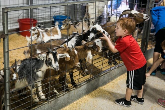 The Florida State Fair by NYC photojournalist, Kelly Williams