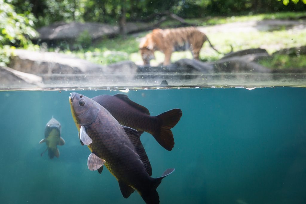 Bronx Zoo Photo Tips | Kelly Williams, Photographer