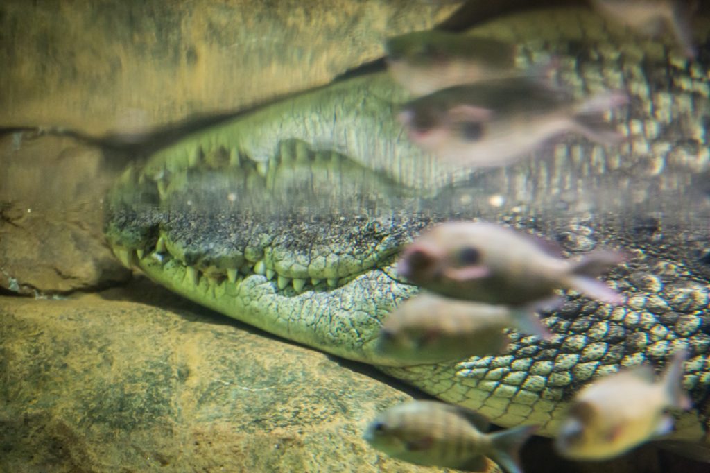 Bronx Zoo Photo Tips | Kelly Williams, Photographer