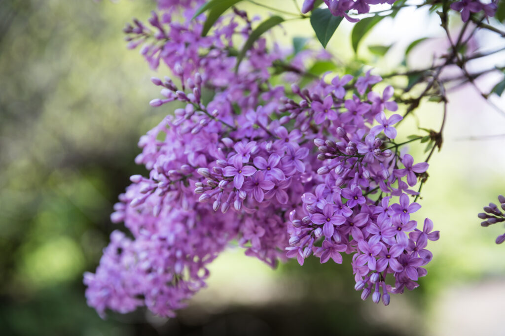 Snug Harbor Engagement Photos
