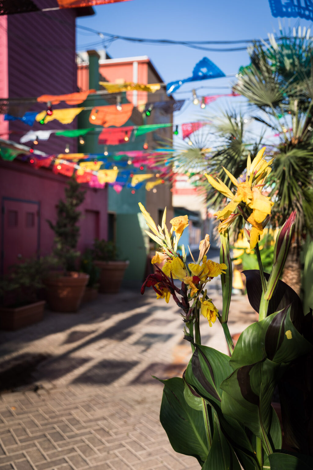 Secret San Antonio Photo Shoot Locations - Wedding & Family ...